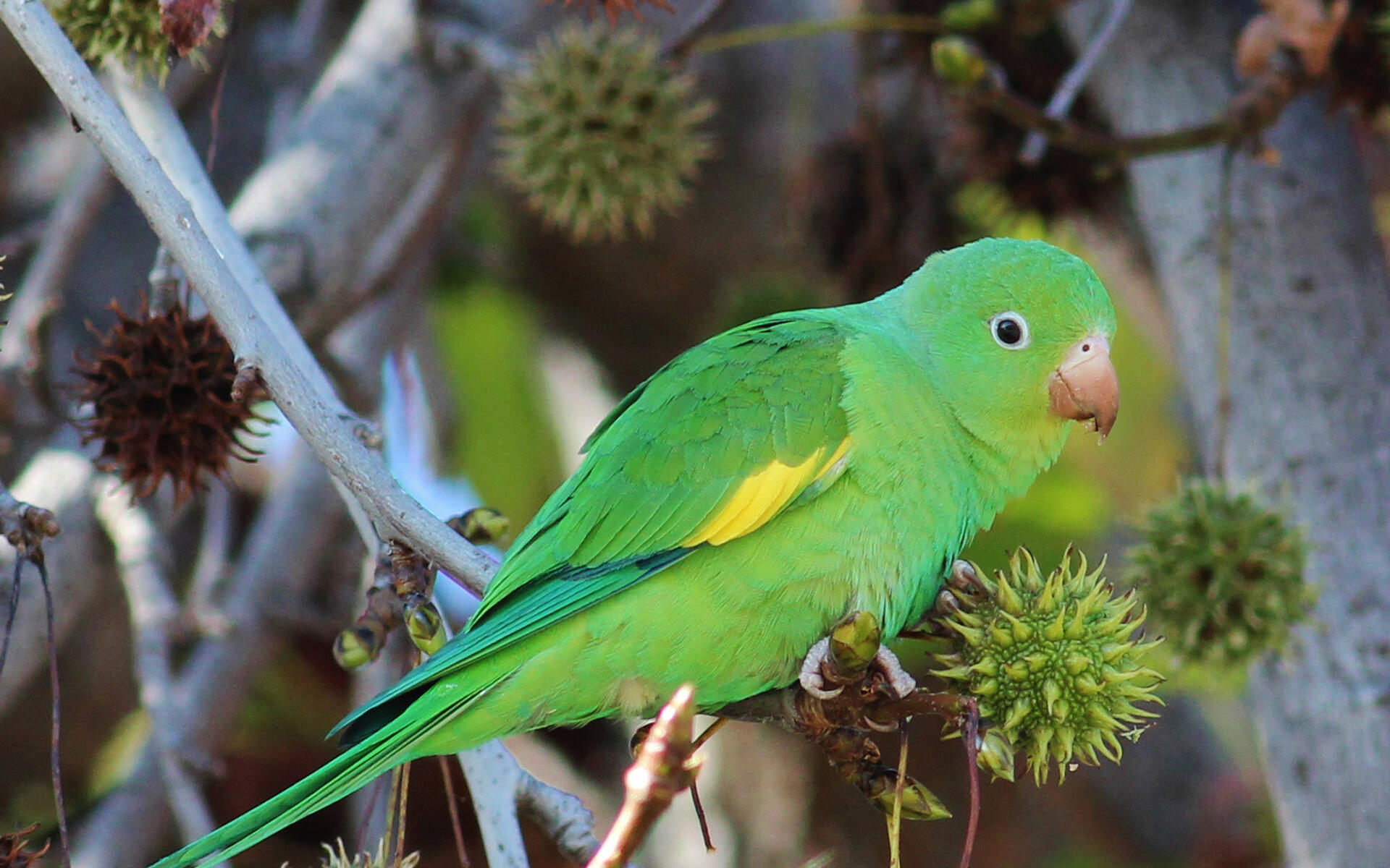 Finding Mani - The Psychic Parrot of Little India | Ludus Lab
